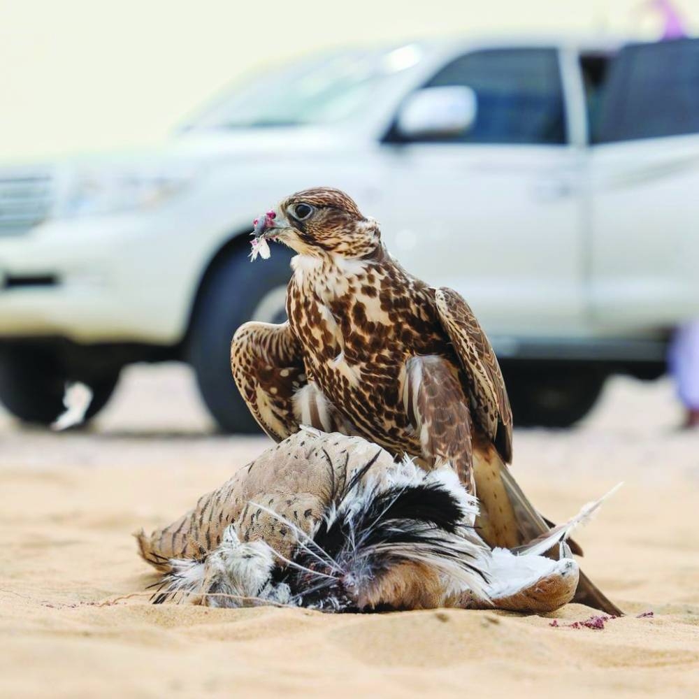 14th edition of Falcons and Hunting Festival begins - Gulf Times