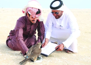 Al-Tala’a semi-finals at Marmi 2023 see 24 falcons qualify - Gulf Times