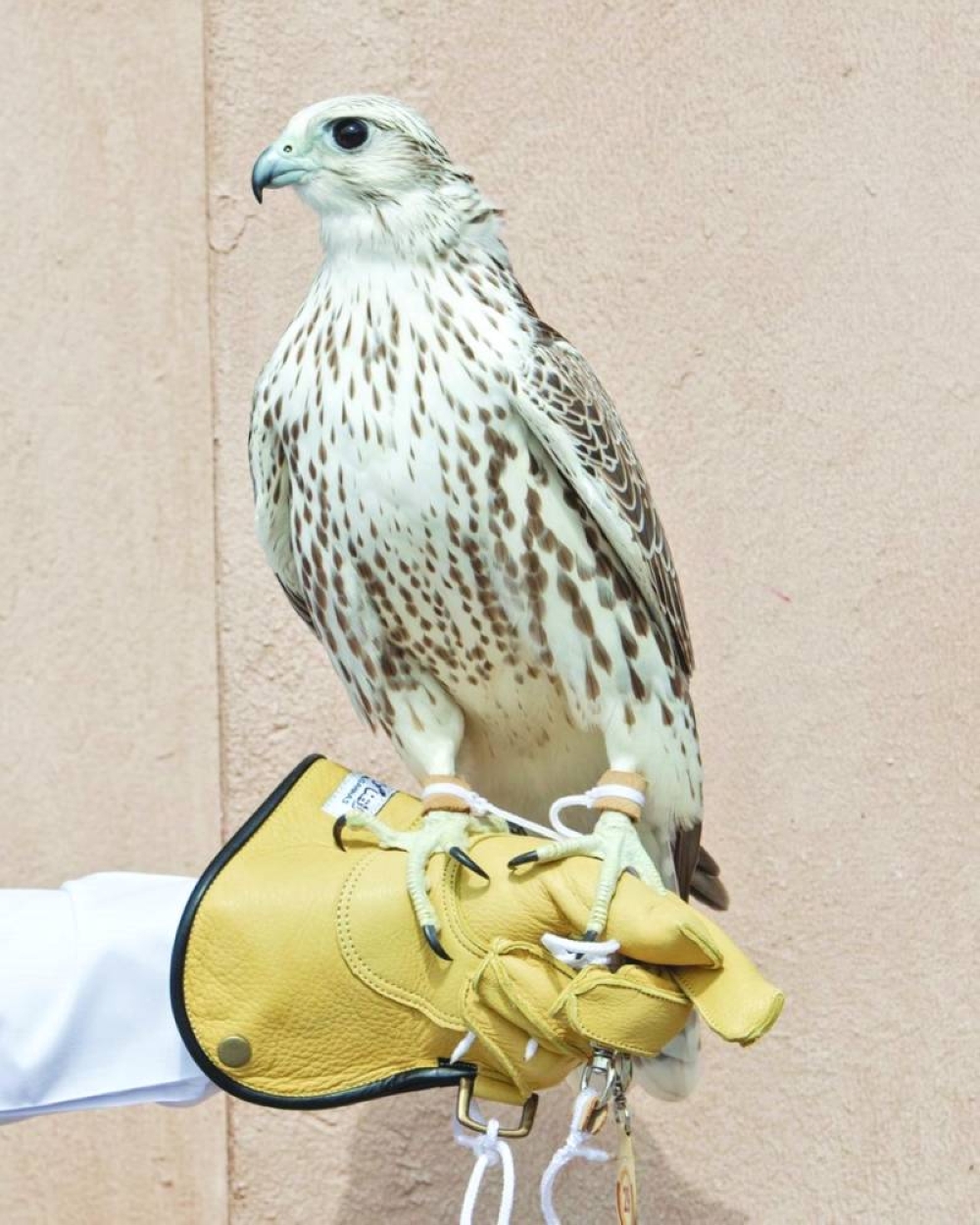 Campaign announced to release falcons into wild - Gulf Times