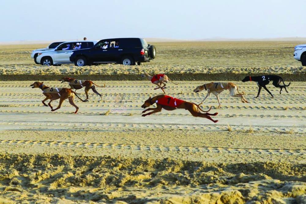 Saluki Racing