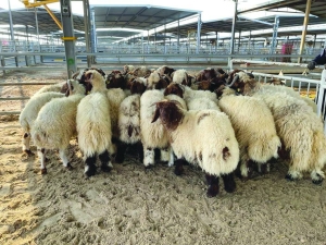 Supply of sheep to Widam begins - Gulf Times