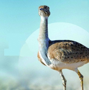 Breeding of Houbara birds gaining traction - Gulf Times