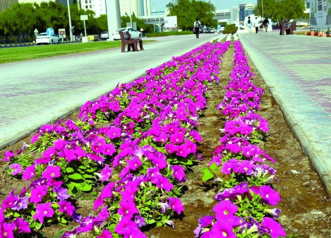 flowers and plants across Doha giving the country a beautiful scenery ...