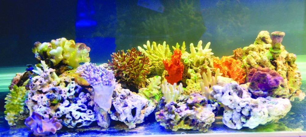 Save Coral Reef pavilion opens at Expo 2023 Doha - Gulf Times