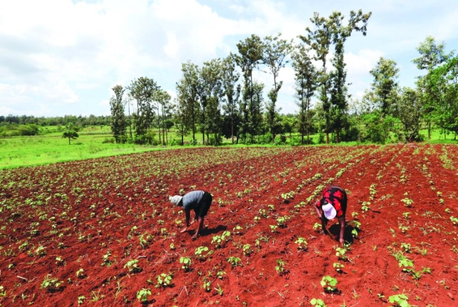 In Kenya, drought-weary farmers reap rewards of early warnings - Gulf Times