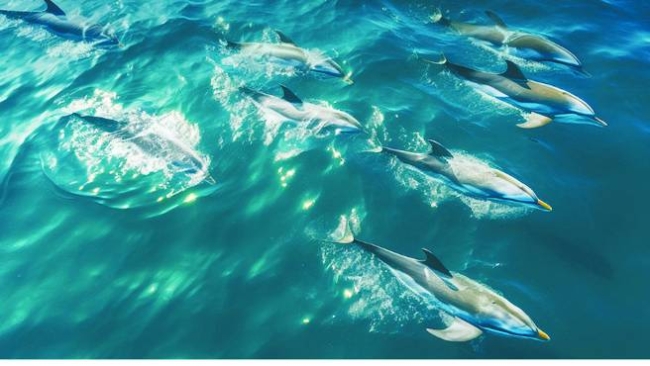 Whales, dolphins vital to Qatar’s marine environment: ministry - Gulf Times