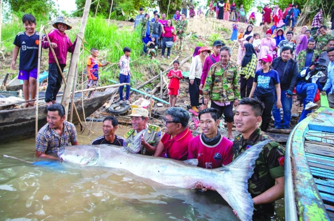 Six rare giant catfish surface in Cambodia - Gulf Times