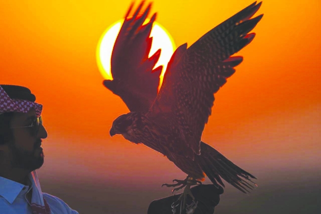 Falcons showcase prowess at Marmi 2025 - Gulf Times