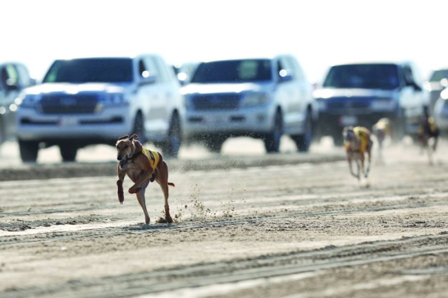 Saluki Race amuses spectators at Marmi Festival - Gulf Times