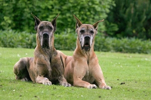 Dangerous animals survey kickstarts in Qatar - Gulf Times