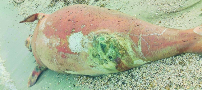 MoECC launches probe into dugong deaths - Gulf Times