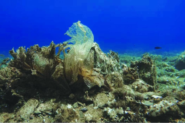 Dumping biomass in ocean is not a climate solution - Gulf Times