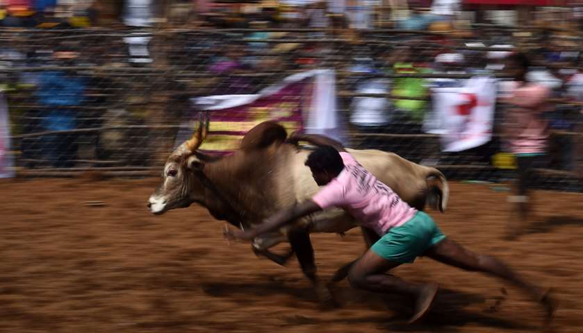 Bullfight in Nepal and India - Gulf Times