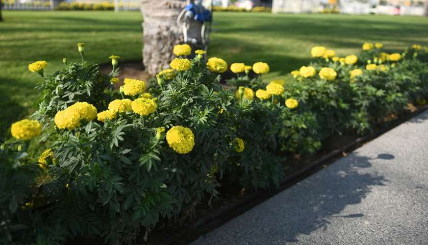With the Qatar National Day round the corner, the streets too get ...