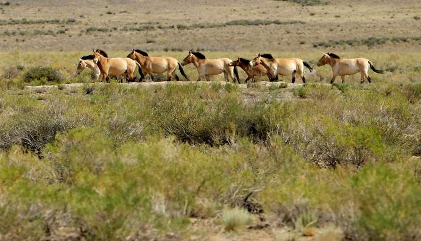 Project to repopulate Mongolian steppes with Dzungarian horses- Takhin ...