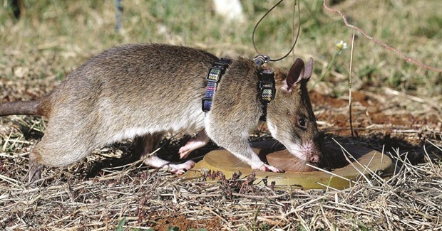 African rats to sniff out poaching too - Gulf Times