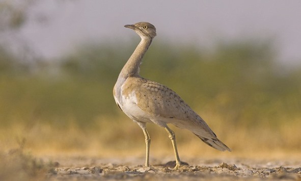 Pakistani province bans hunting of houbara bustard - Gulf Times