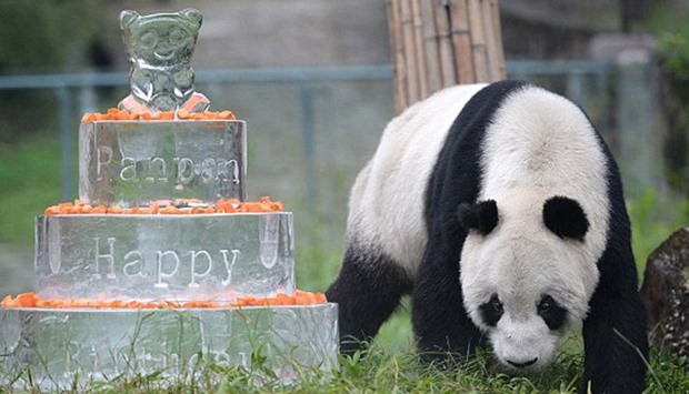 World's oldest male panda dies: officials - Gulf Times
