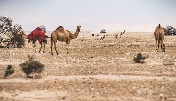 Challenging desert route awaits Manateq Qatar Cross-Country Rally teams ...