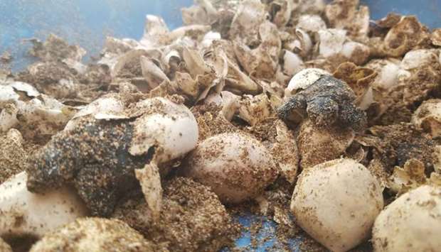 Olive ridley turtles hatch in Mumbai after two decades - Gulf Times