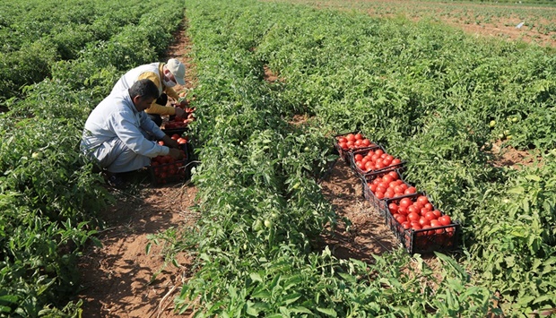 Qatar Charity, OCHA to partner for qualitative projects in northern ...