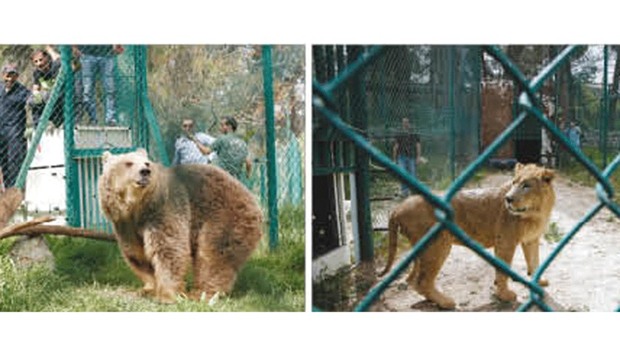 Mosul zoo’s last two animals reach safer ground in Jordan - Gulf Times