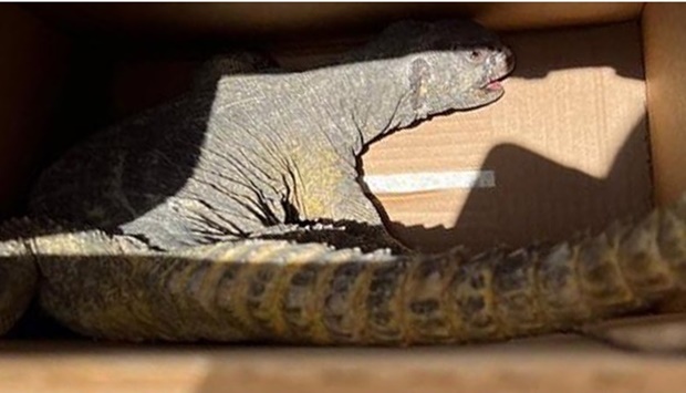 Lizard caught from house returned to desert - Gulf Times