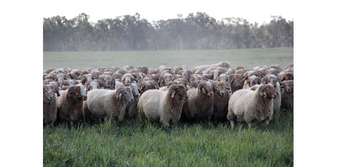 Hassad makes strides in Qatar’s food security - Gulf Times