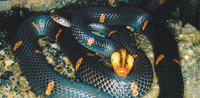 Hunch-bat, Zorro snake among new Mekong species - Gulf Times