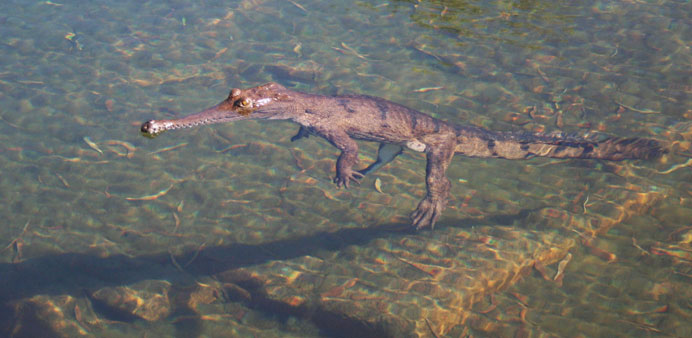 Cane toads ‘wiping out’ rare crocs - Gulf Times