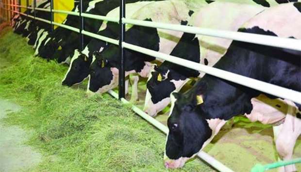 QA Cargo transports 4,000 cows to meet Qatar's dairy needs - Gulf Times
