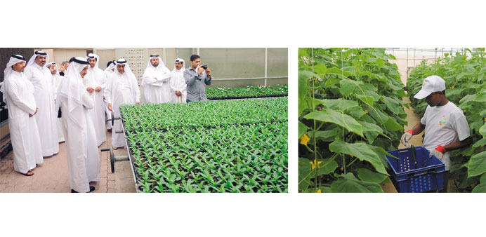 Farm complex builds eight new greenhouse facilities - Gulf Times