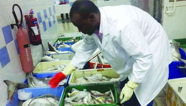 Shamal Municipality inspects fish depots at port - Gulf Times