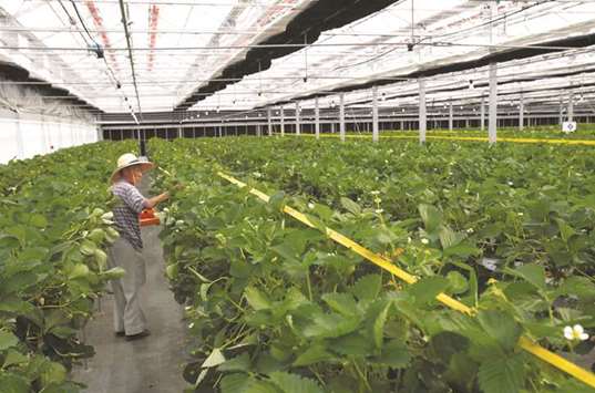 Tech-savvy farmers a new hope for Japan’s shrinking agriculture sector ...