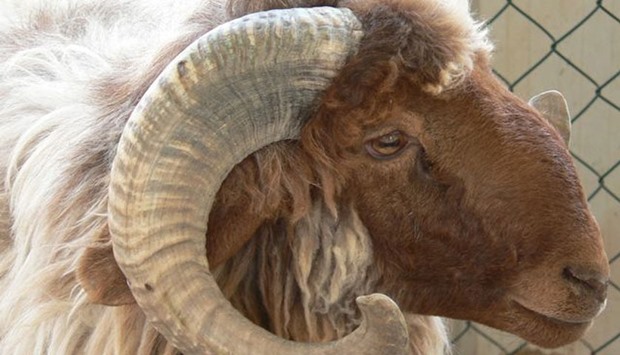 Widam to sell subsidised sheep from Sunday - Gulf Times