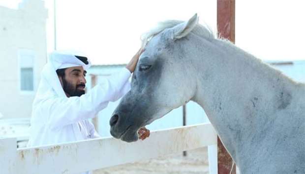 Qataris ride the wave of horse-keeping hobby - Gulf Times